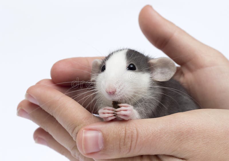 Little rat in hand stock photo. Image of funny, fingers - 145107964