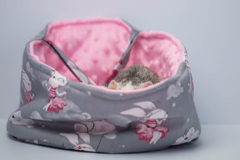 A Cute Little Rat Sits in a Beautiful Soft Fabric Bed. Pink Background ...