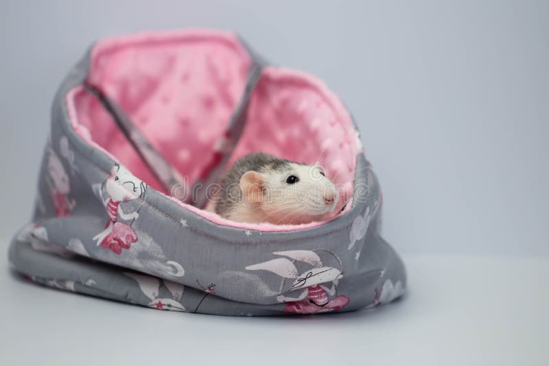 A Cute Little Rat Sits in a Beautiful Soft Fabric Bed. Pink Background ...