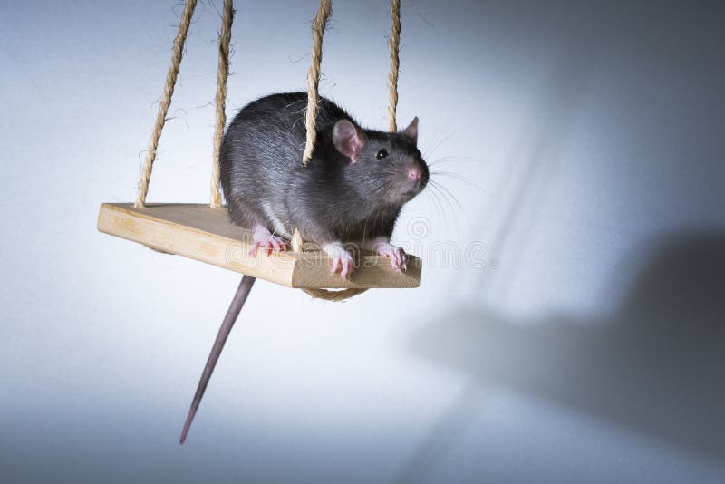 Cute little rat on a swing stock photo. Image of little - 81734046