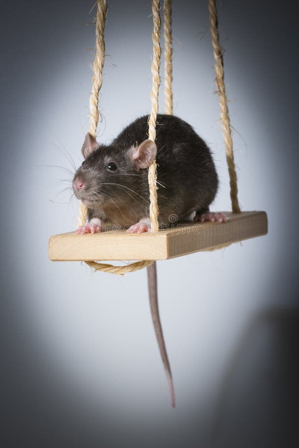 Cute little rat on a swing stock photo. Image of little - 81746268