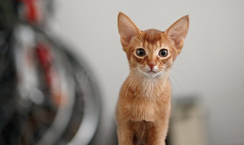 Cute little red cat. stock image. Image of claws, adorable - 106804749