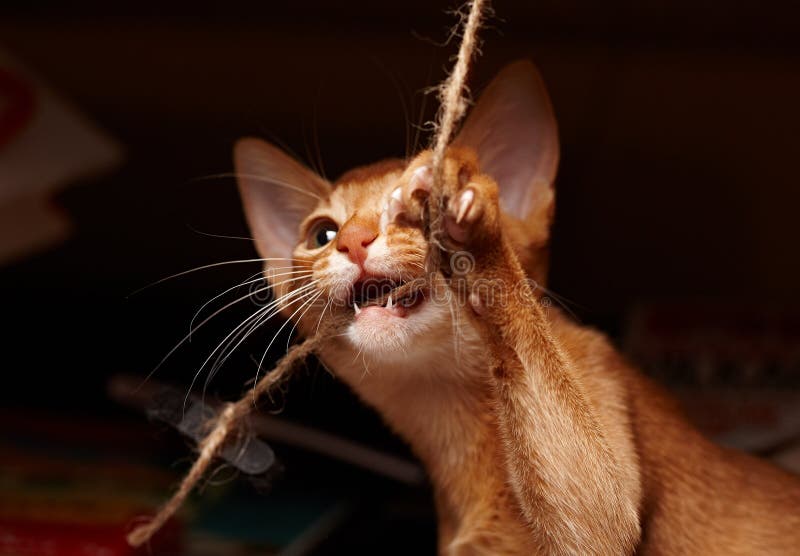 Cute little red cat. stock image. Image of frisky, kitten - 106804771