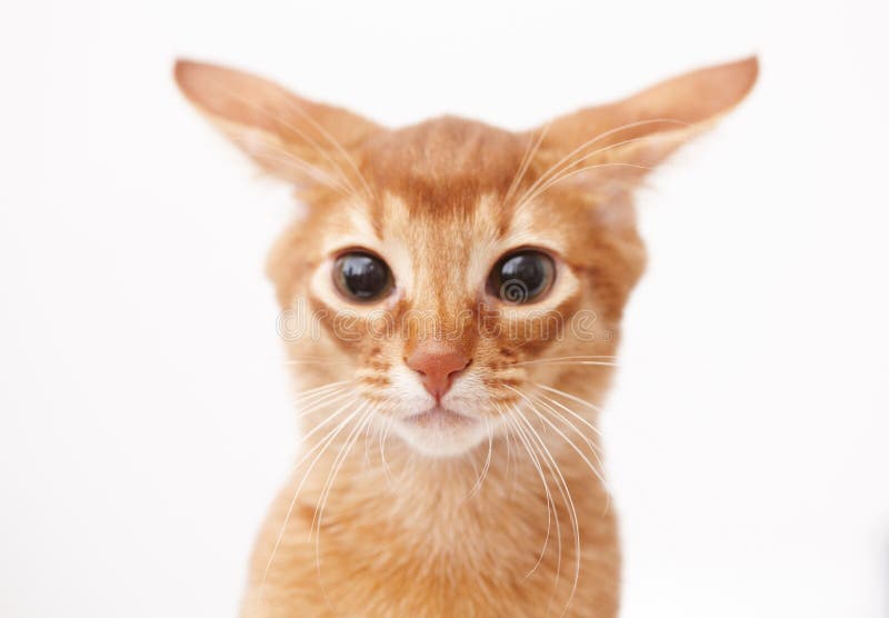 Cute little red cat. stock photo. Image of charming - 106804888