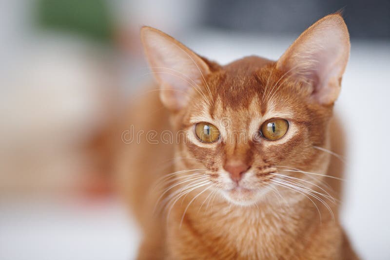 Cute little red cat. stock photo. Image of fluffy, playful - 106805258