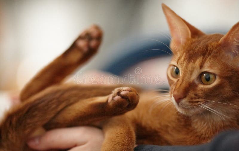 Cute little red cat. stock photo. Image of furry, funny - 106805418