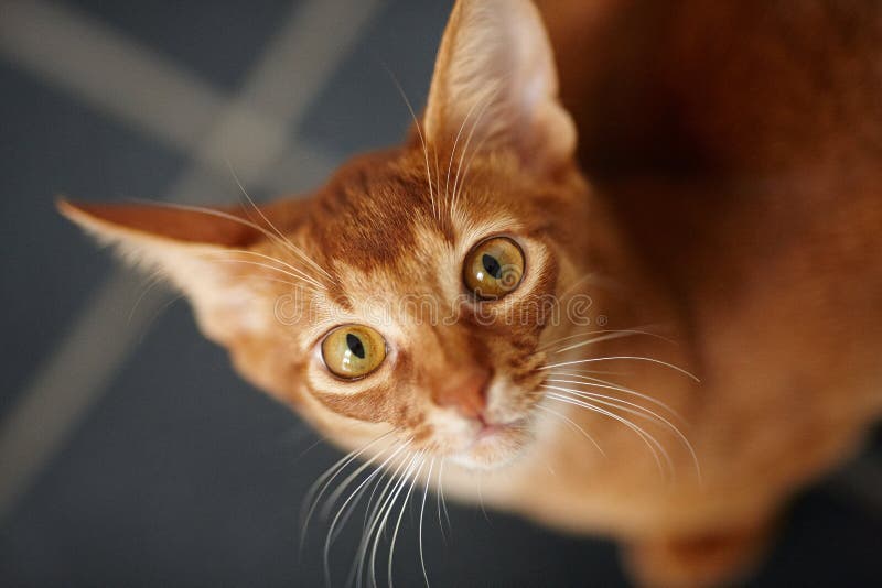 Cute little red cat. stock photo. Image of frisky, curiosity - 106805842