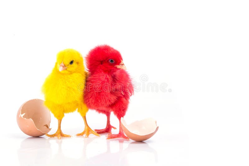 Cute Little Red Chicken and Yellow Chicken with Cracked Egg, Chi Stock ...