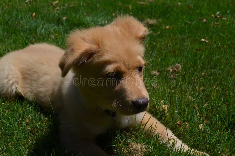 Cute Little Red Duck Dog Laying In Grass Stock Image - Image of nova ...