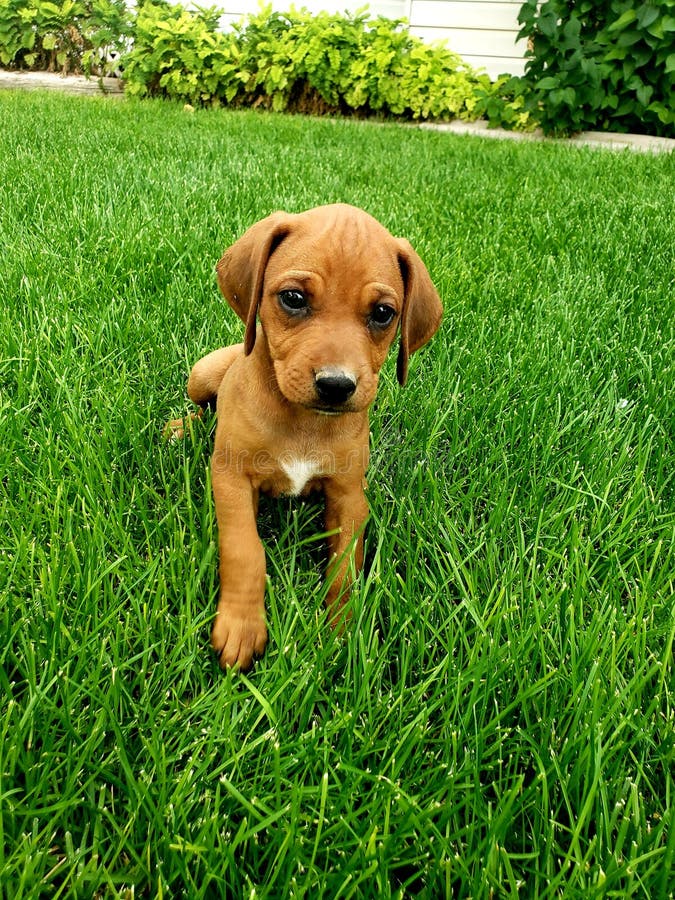 What Is A Red Hound Dog