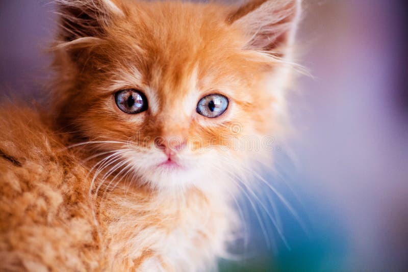 Cute Little Red Kitten with Amazing Blue Eyes Stock Photo - Image of ...