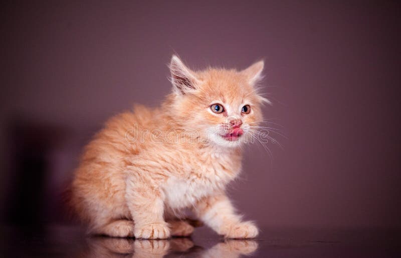 Cute Little Red Kitten with Amazing Eyes Stock Photo - Image of small ...