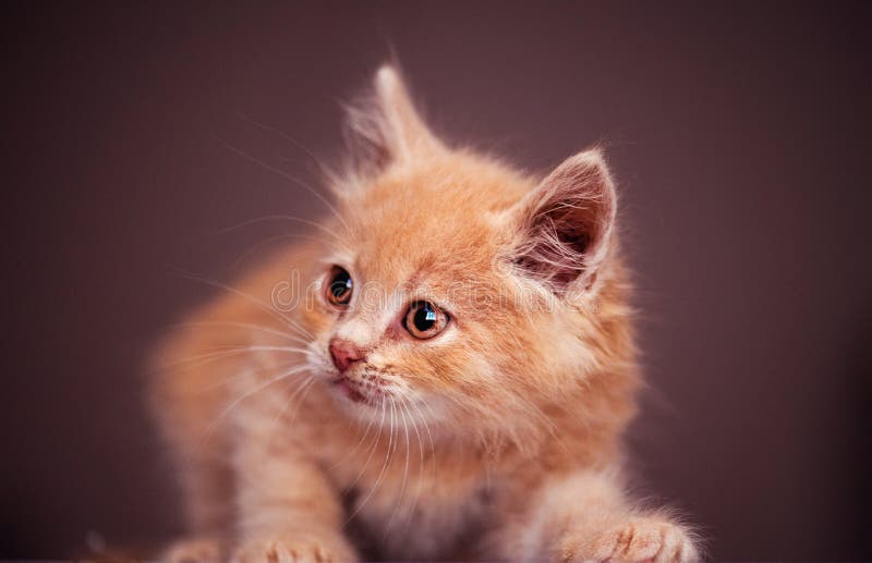 Cute Little Red Kitten with Amazing Eyes Stock Photo - Image of lovable ...