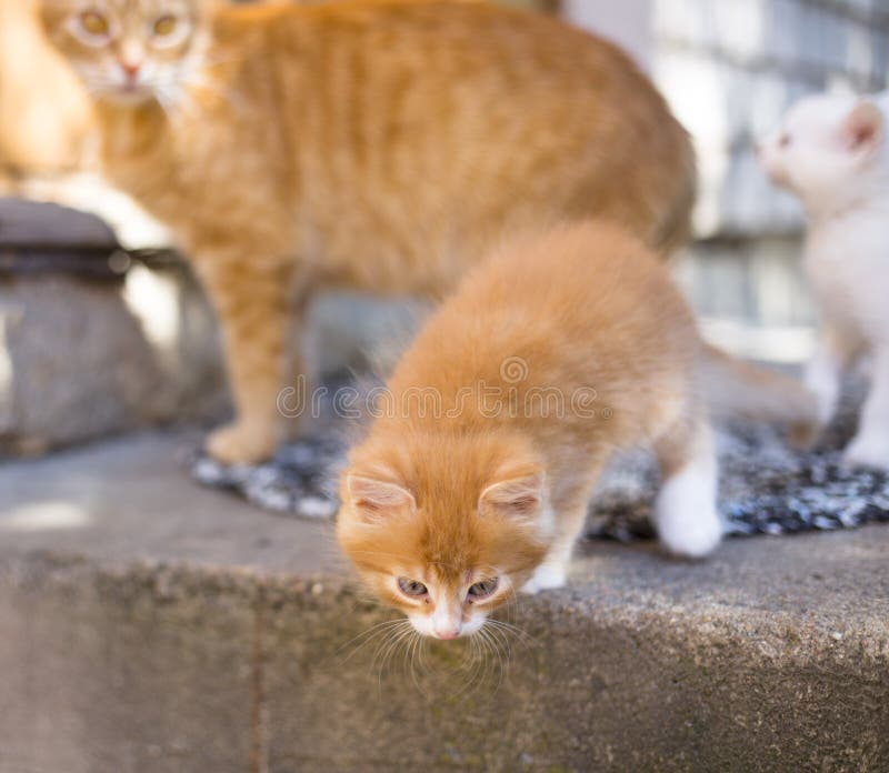 Cute little red kitten stock image. Image of domestic - 40922415