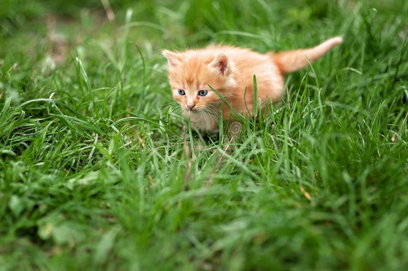 Cute little red kitten stock image. Image of easter, grass - 85757845