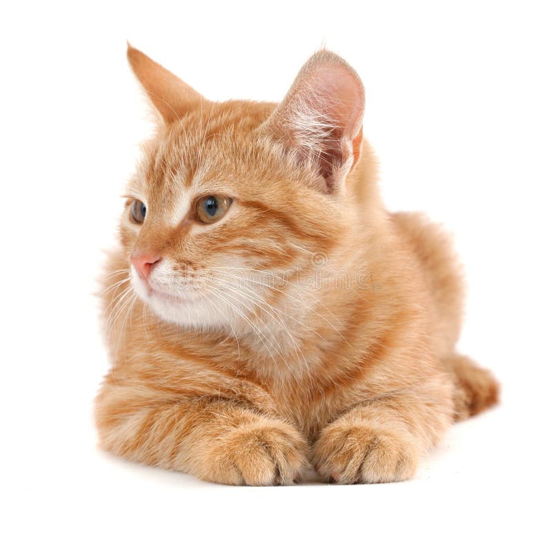 Cute little red kitten stock image. Image of pets, animal - 278188583