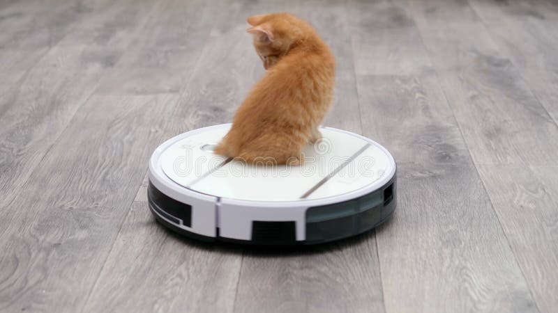 Cute Little Red Kitten Rides on a Robot Vacuum Cleaner Stock Video ...
