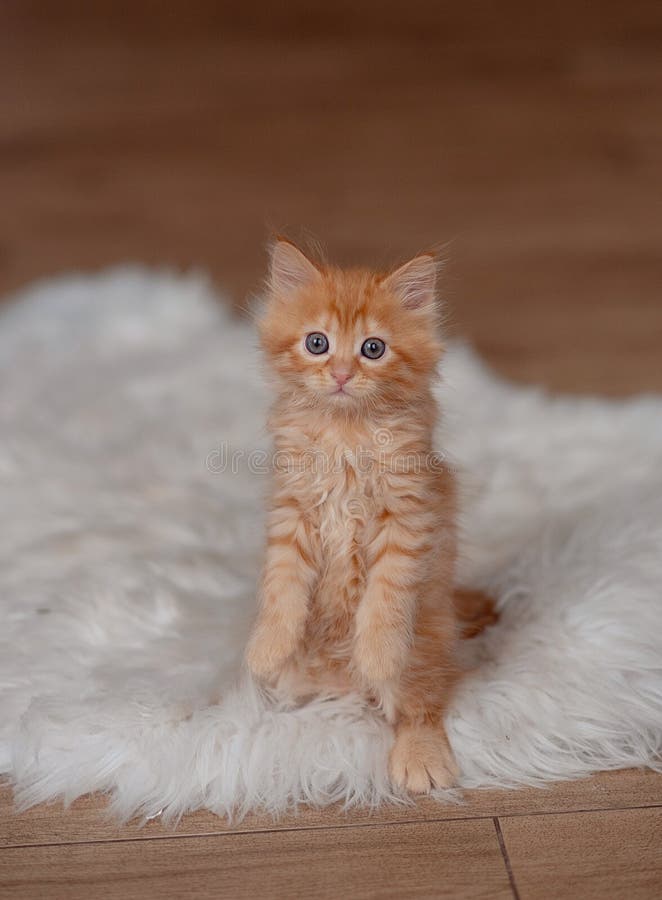 Cute Little Red Kitten Sleeps on Fur White Blanket. Funnuest Stock ...