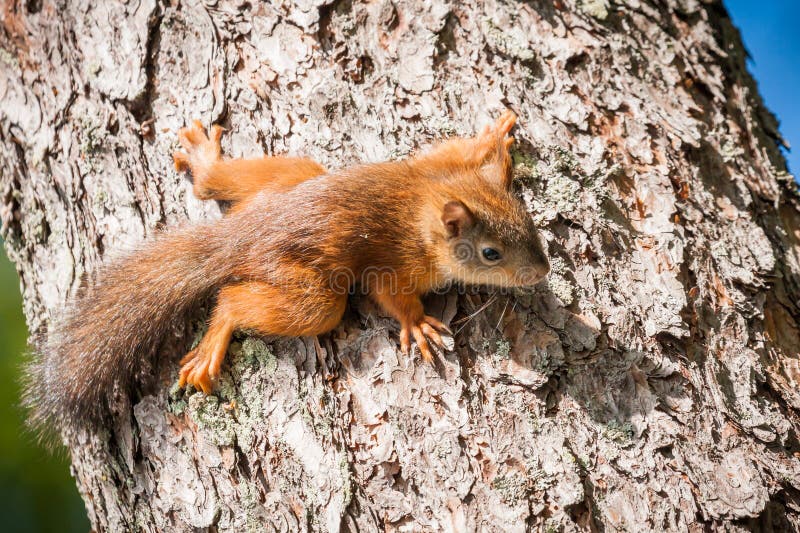 Cute little red squirrel stock photo. Image of fauna - 87327320