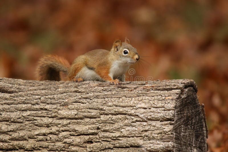 Cute Little Red Squirrel Sitting on a Log in Fall Stock Image - Image ...