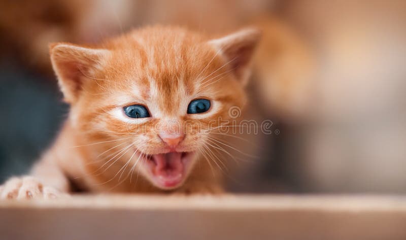 Cute Little Red Striped Kitten Screaming Stock Image - Image of kitty ...