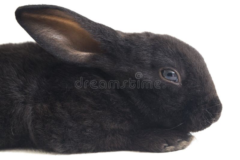 363 Black Rex Rabbit Stock Photos - Free & Royalty-Free Stock Photos ...