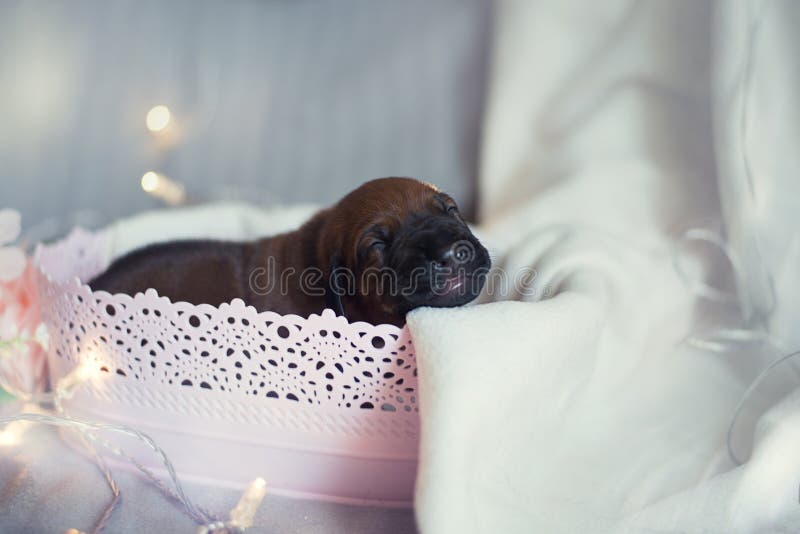 Cute Little Ridgeback Newborn Whelps Stock Image - Image of lying ...