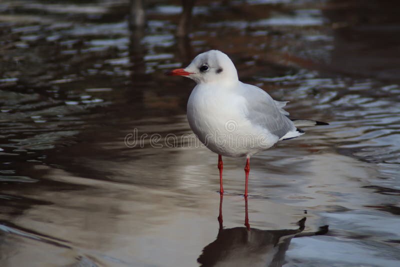 A Cute Little River Gull in the River Stock Image - Image of bird ...