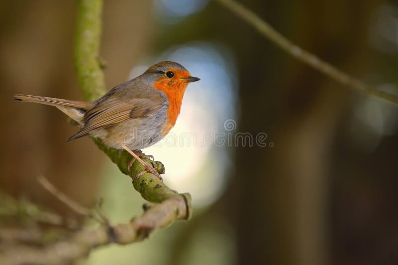 Cute Little Robin Bird on Brunch Stock Image - Image of park, tree ...