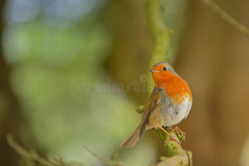 Cute little robin bird stock image. Image of outdoors - 119758457