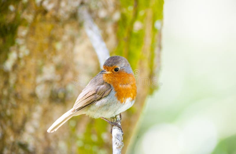 Cute little robin bird stock photo. Image of robin, tree - 56889596