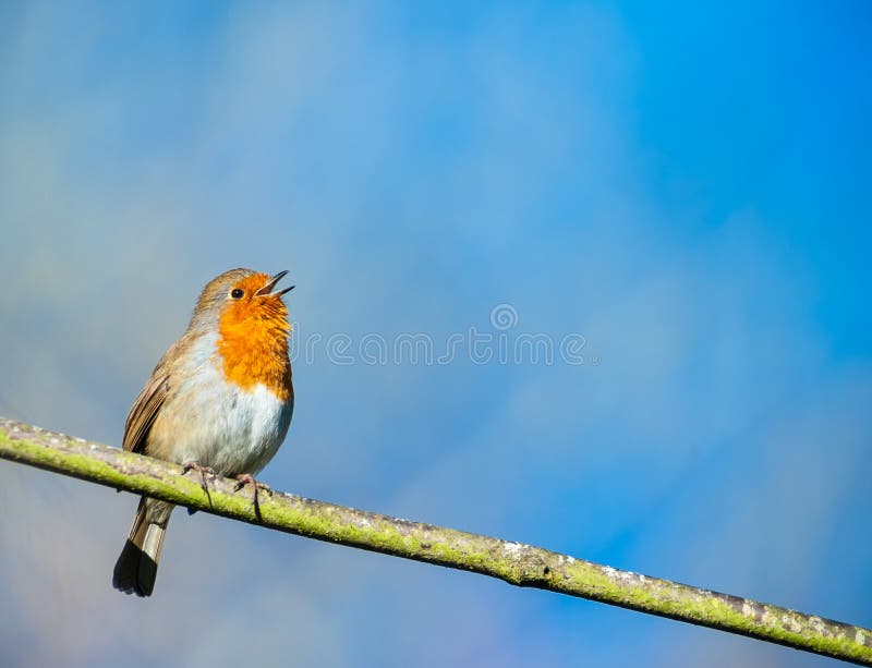 Cute Little Robin Bird Singing Stock Photo - Image of feather, outdoors ...