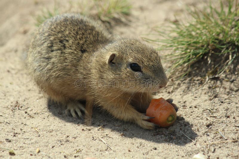 Rodents stock photo. Image of grass, cute, village, animal - 102708710
