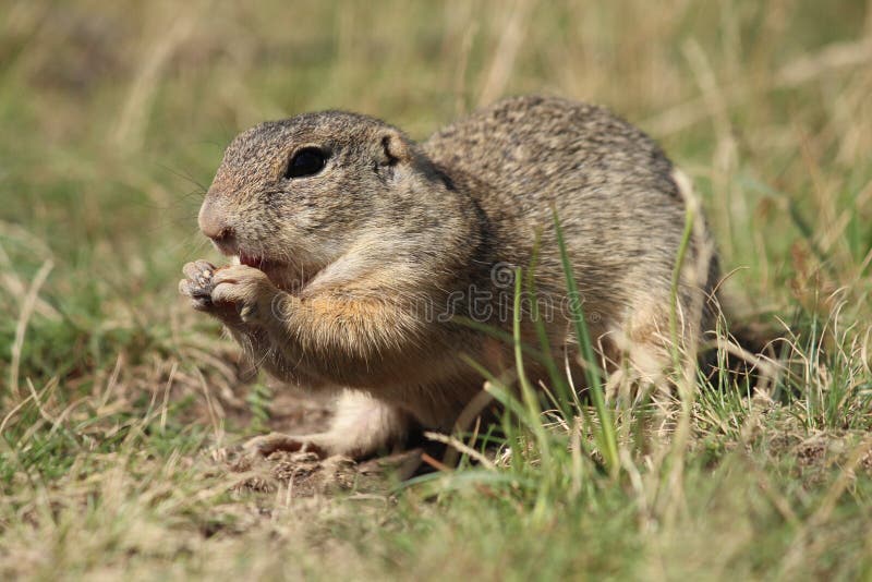 Rodents stock photo. Image of grass, cute, village, animal - 102708710