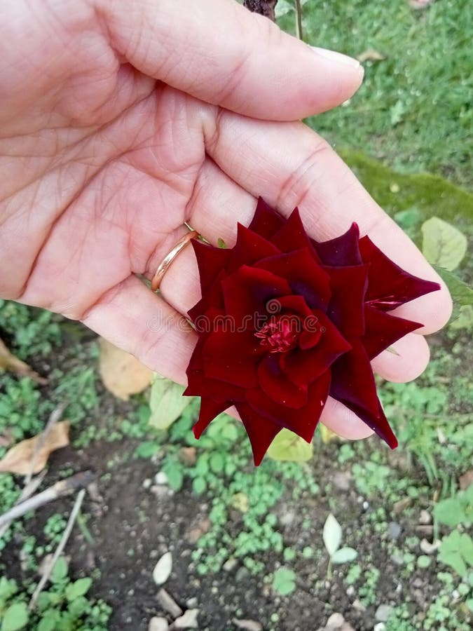 The cute little rose stock image. Image of yellow, blossom - 220290041