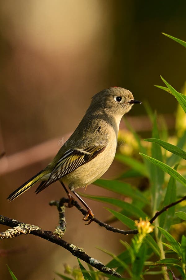 Cute Little Ruby Crowned Kinglet Bird Stock Image - Image of colorful ...