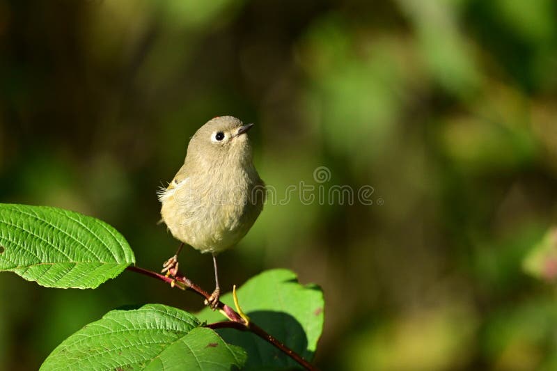 Cute Little Ruby Crowned Kinglet Bird Stock Image - Image of kinglets ...