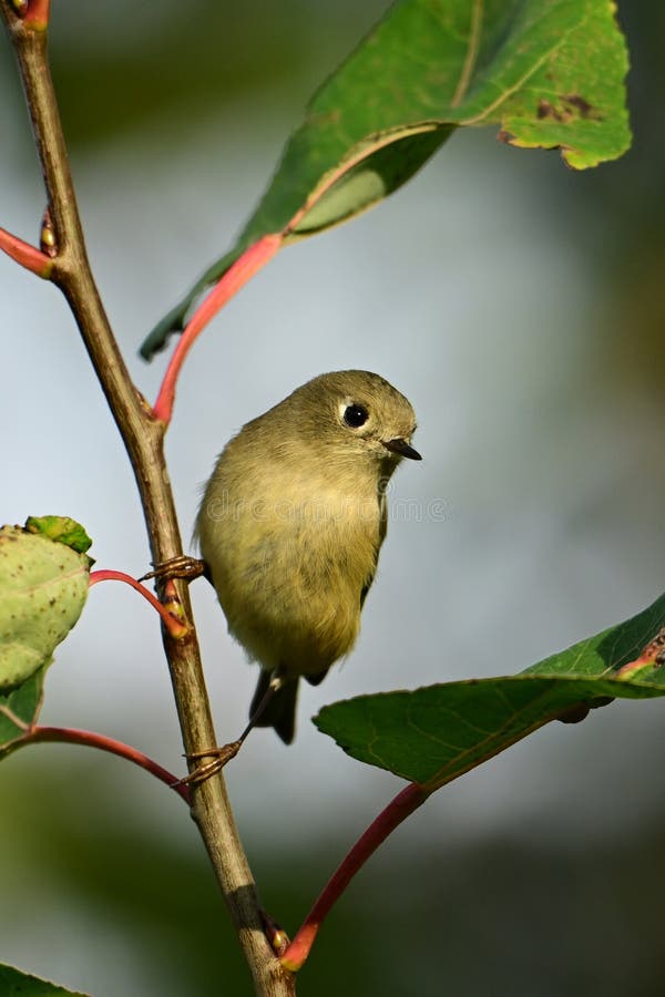 Cute Little Ruby Crowned Kinglet Bird Stock Photo - Image of beautiful ...