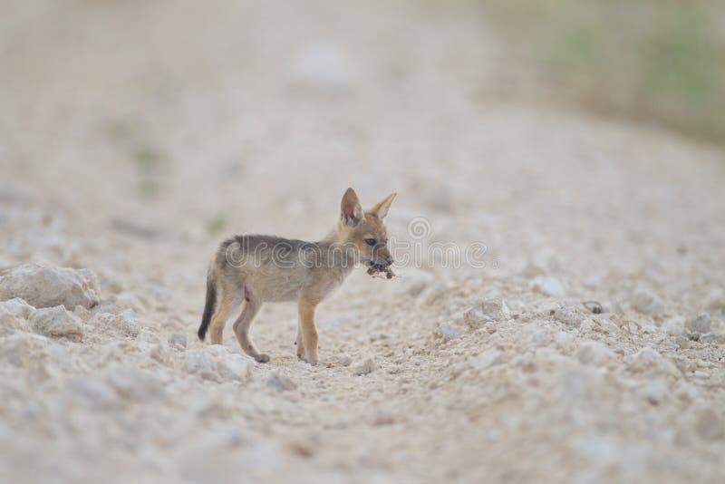 Cute Little Sand Fox Captured in the Middle of the Desert 库存图片 - 图片 包括有 ...