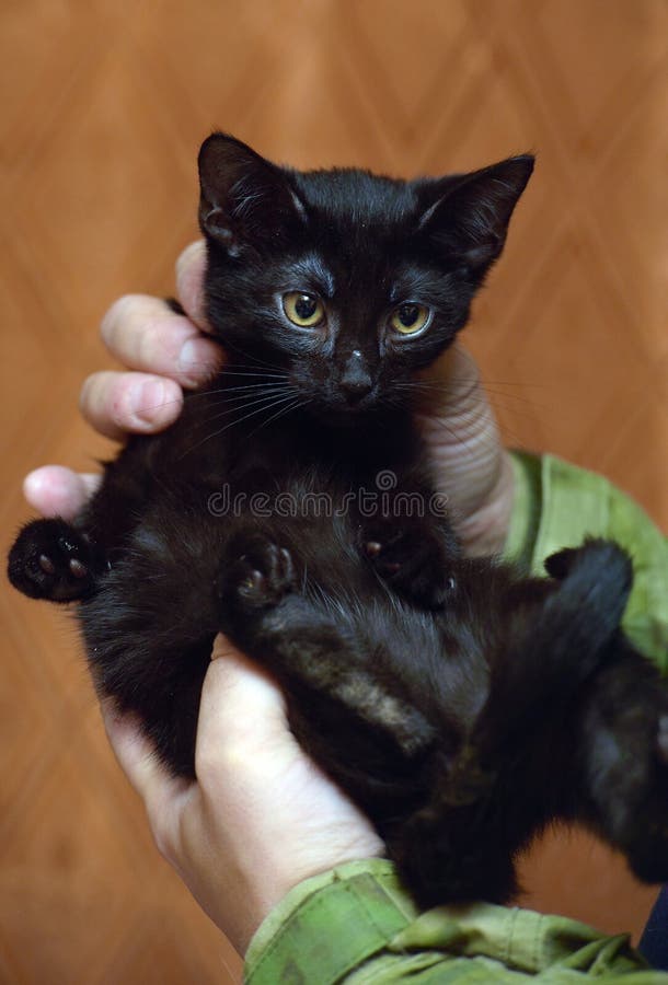 Cute Little Scared Black Kitten in Hands Stock Image - Image of evil ...