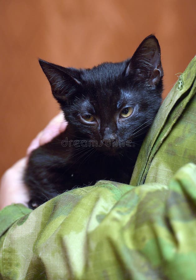 Cute Little Scared Black Kitten in Hands Stock Photo - Image of look ...