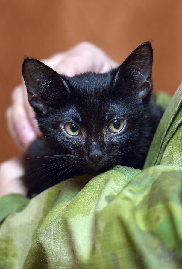 Cute Little Scared Black Kitten in Hands Stock Photo - Image of animal ...