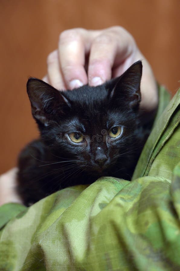 Cute Little Scared Black Kitten in Hands Stock Image - Image of kitty ...