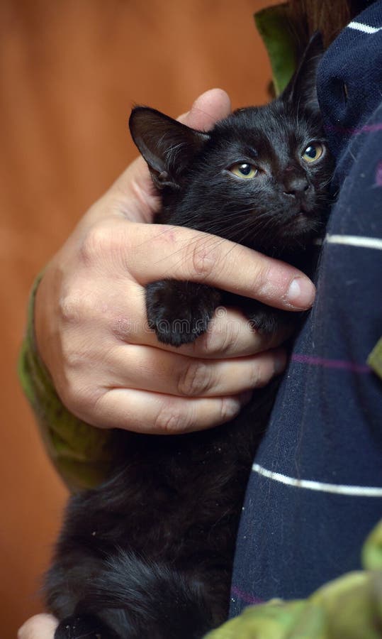 Cute Little Scared Black Kitten in Hands Stock Photo - Image of home ...