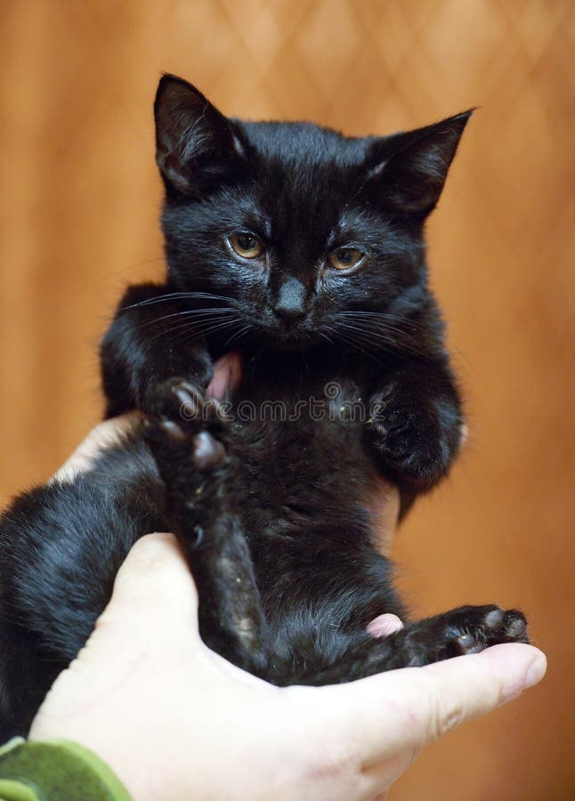 Cute Little Scared Black Kitten in Hands Stock Photo - Image of little ...