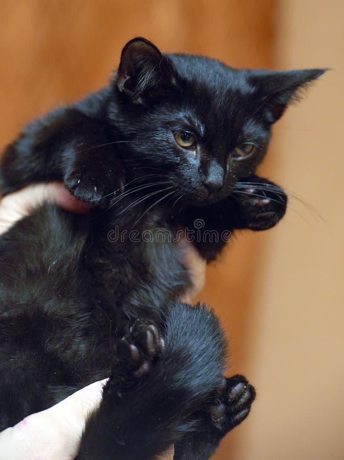 Cute Little Scared Black Kitten in Hands Stock Photo - Image of bath ...