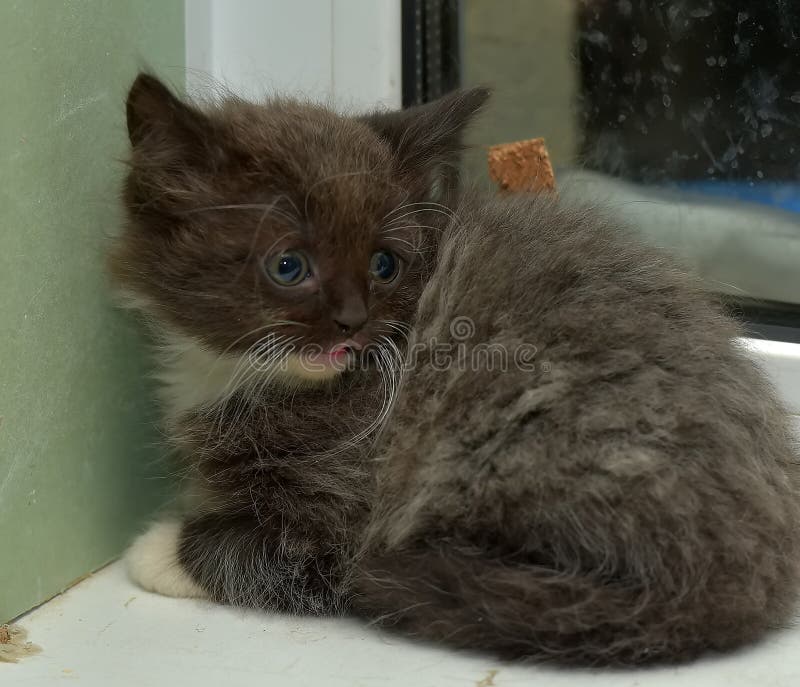 Little Scared Gray and White Fluffy Kitten Stock Photo - Image of ...