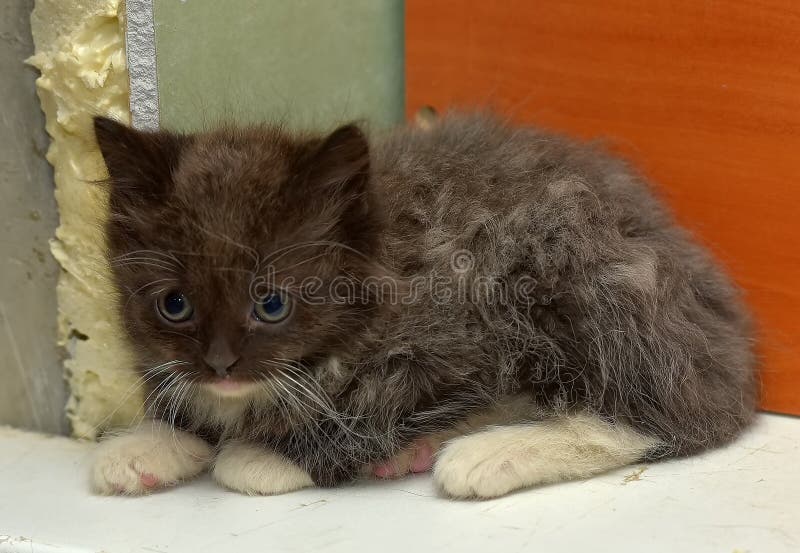 Little Scared Gray and White Fluffy Kitten Stock Image - Image of kitty ...