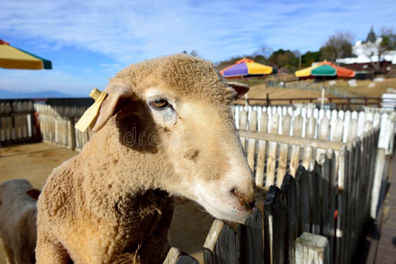Cute little sheep stock image. Image of ranch, nature - 68572641