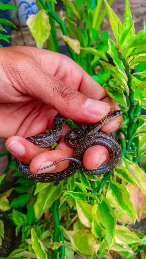 Cute Little Snake on My Hand Stock Photo - Image of little, wild: 261834930